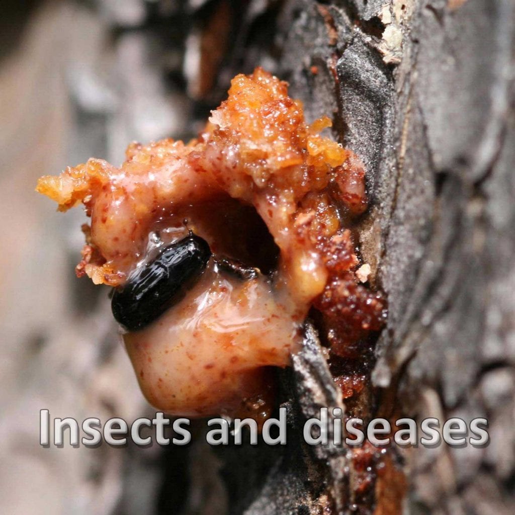 USA Forests – The State of America's Forests