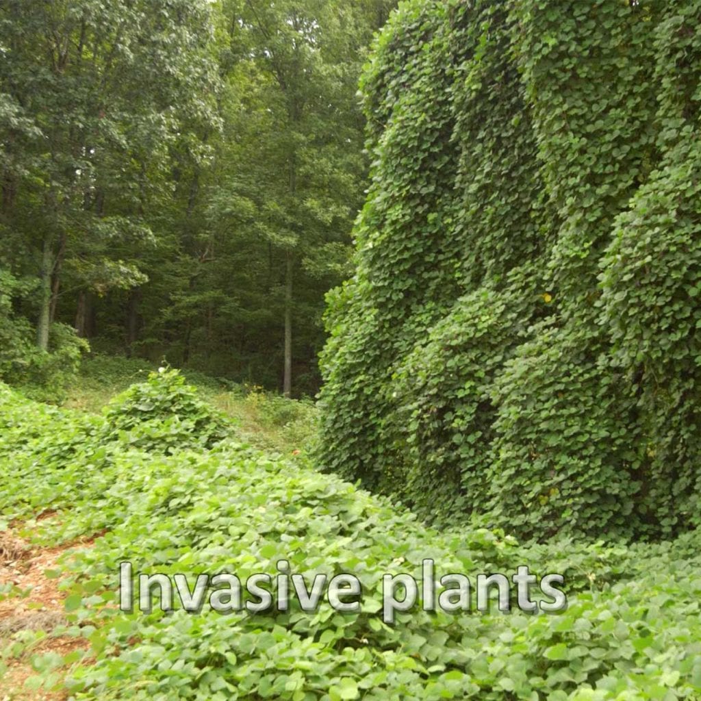 USA Forests – The State of America's Forests