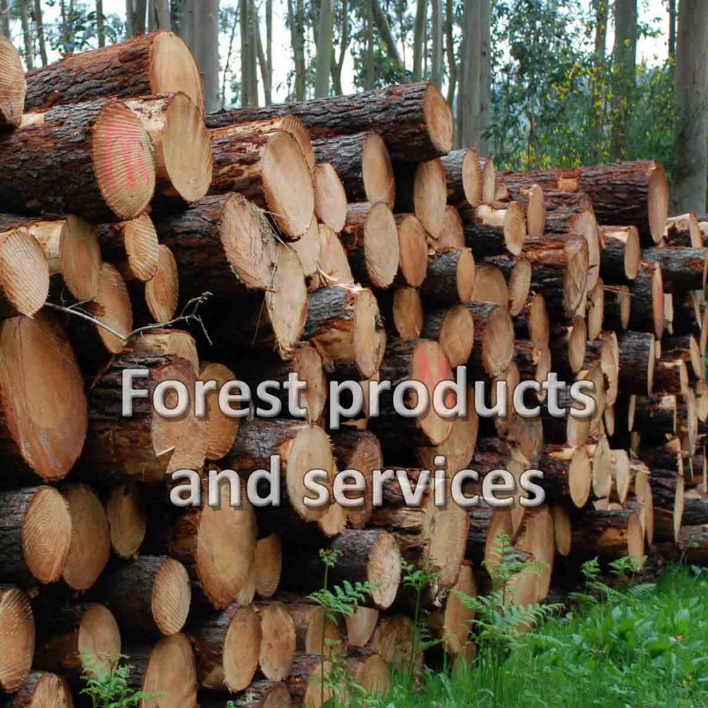 USA Forests – The State of America's Forests