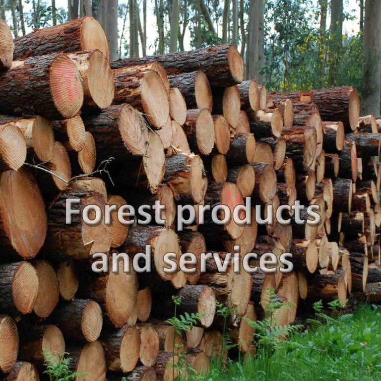 USA Forests – The State of America's Forests